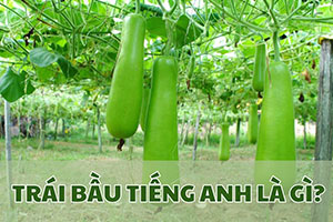 Trái bầu tiếng Anh là gì? Các phát âm từ bottle gourd và từ liên quan