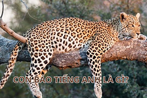 Con báo tiếng Anh là gì? Từ vựng về bộ phận và hoạt động của báo