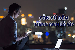 Con cú đêm tiếng Anh là gì? Cách đọc night owl theo phiên âm chuẩn