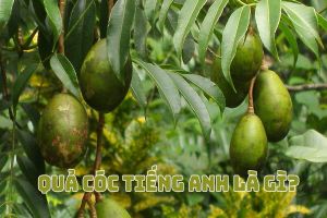 Quả cóc tiếng Anh là gì? Cách phát âm từ trái cóc ambarella chuẩn