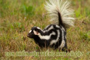 Con chồn hôi tiếng Anh là gì? Cách phát âm từ skunk trong tiếng Anh