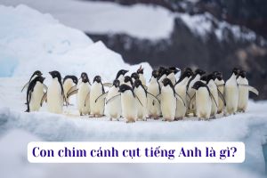 Con chim cánh cụt tiếng Anh là gì? Cách phát âm từ penguin theo 2 giọng