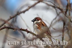 Chim sẻ tiếng Anh là gì? Cách đọc sparrow theo 2 giọng có gì khác nhau?