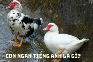 Con ngan tiếng Anh là gì? Phân biệt muscovy duck và siamese duck
