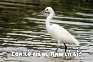 Con cò tiếng Anh là gì? Cách phát âm và cách dùng từ stork đầy đủ