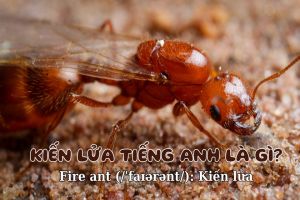 Kiến lửa tiếng Anh là gì? Học cách phát âm fire ant như người bản xứ